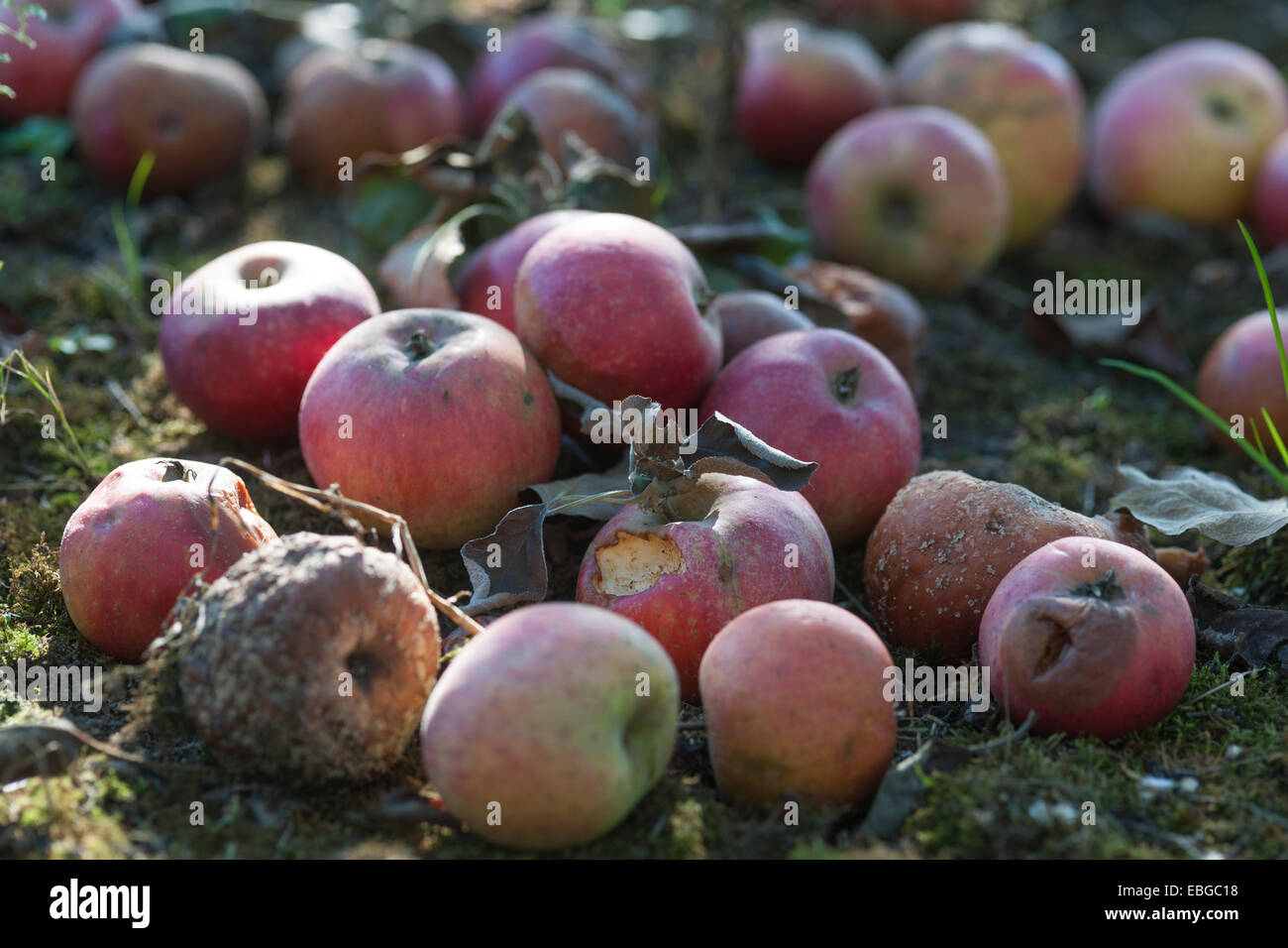 fallen apples going rotten Stock Photo - Alamy