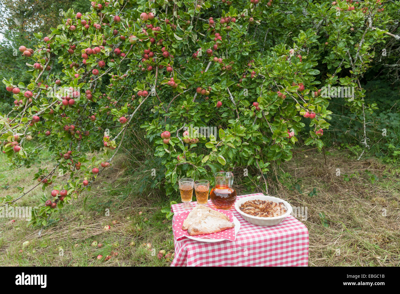 Apple produce laid out on a table in old apple orchard Stock Photo - Alamy