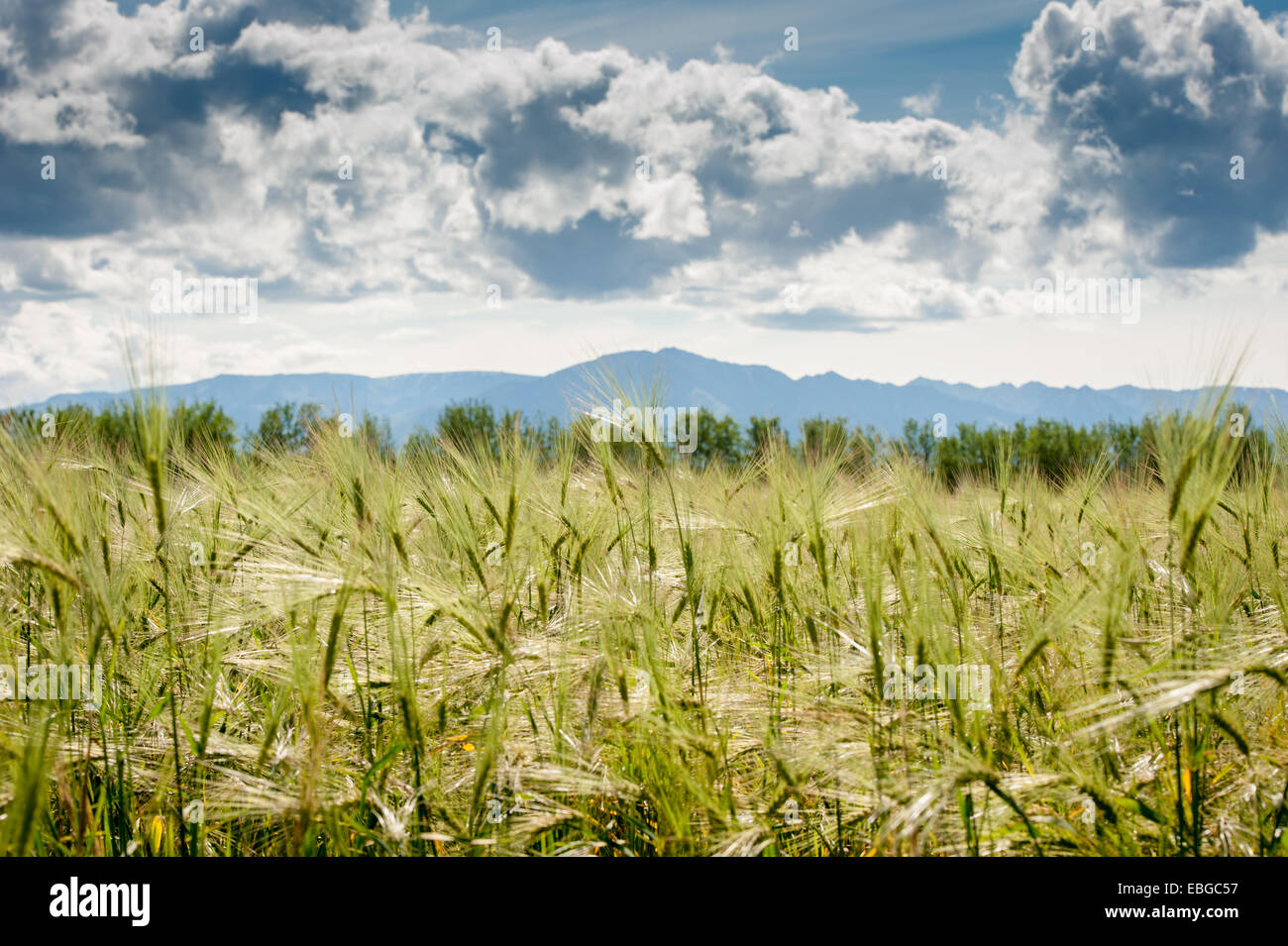 Barley growth hi-res stock photography and images - Alamy