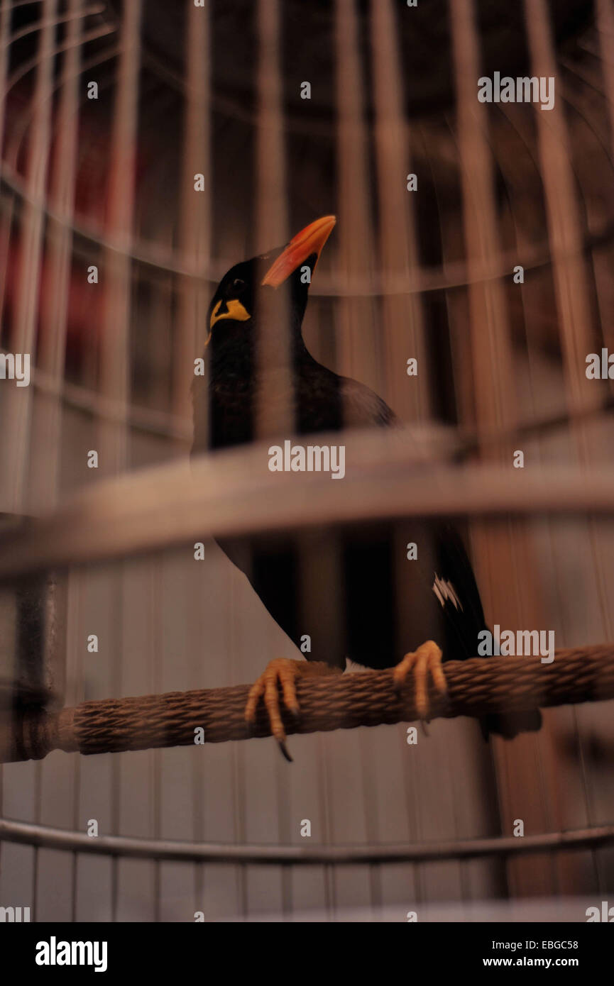 Indian blackbird in a cage in Houhai, Beijing, China Stock Photo - Alamy