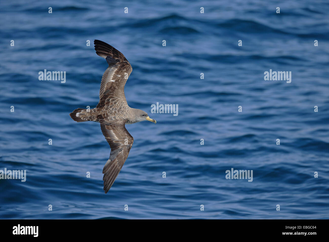 Cory's Shearwater (Calonectris diomedea borealis) or Scopoli's ...