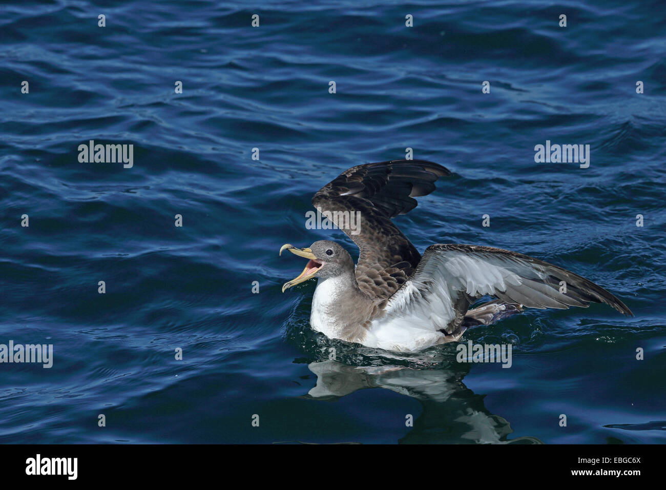 Cory's Shearwater (Calonectris diomedea borealis Stock Photo - Alamy