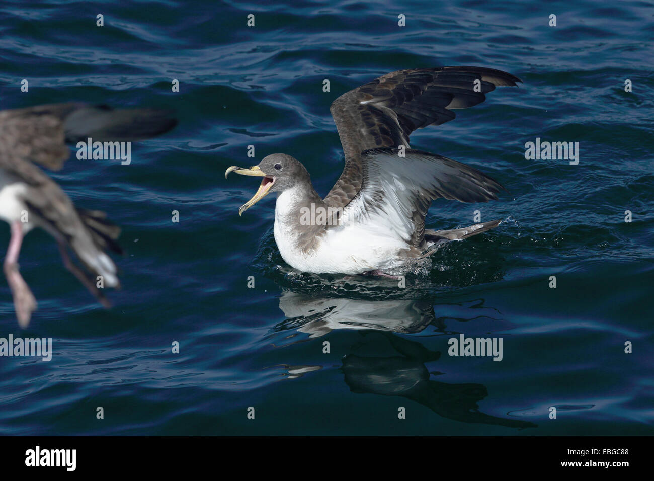 Cory's Shearwater (Calonectris diomedea borealis Stock Photo - Alamy