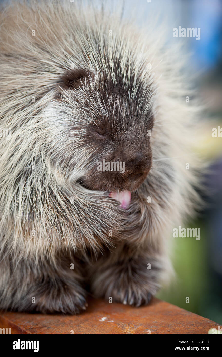 Porcupine (Hystricomorph Hystricidae) eating a radish slice Stock Photo ...