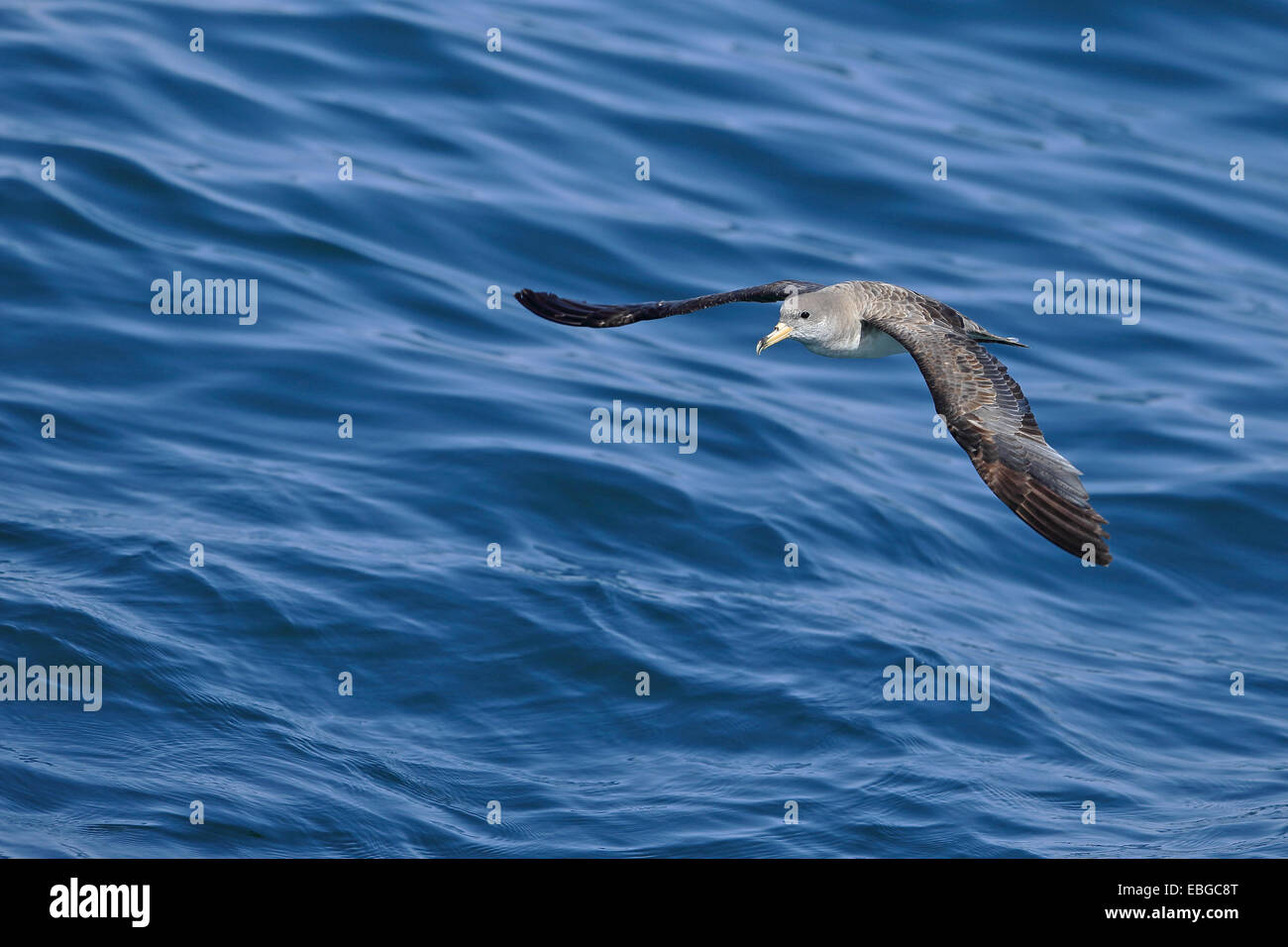 Cory's Shearwater (Calonectris diomedea borealis Stock Photo - Alamy