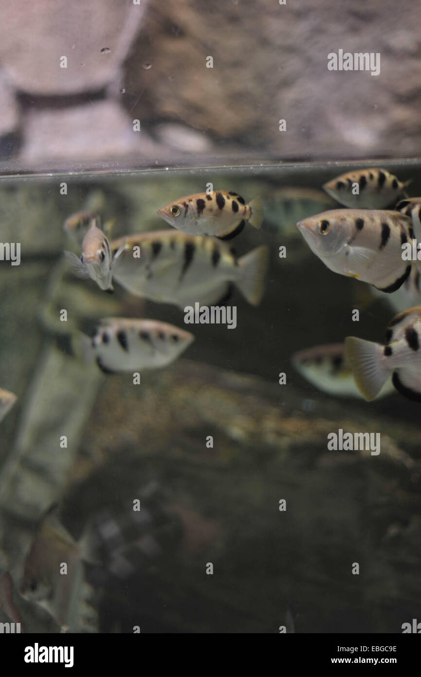 Beijing aquarium hi-res stock photography and images - Alamy