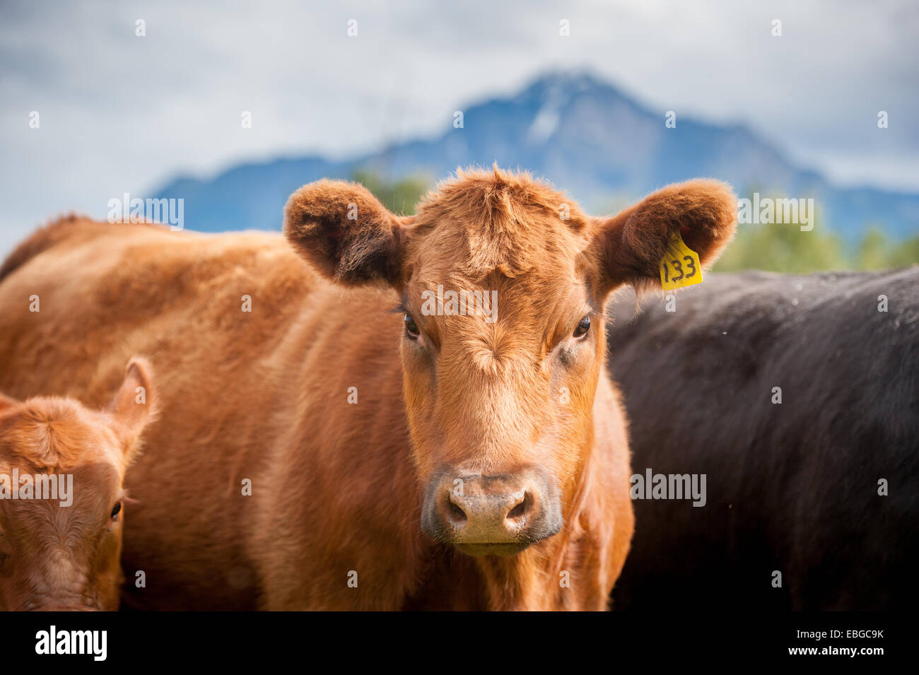 Beef cattle on a farm in Alaska (Bos primigenius Stock Photo - Alamy