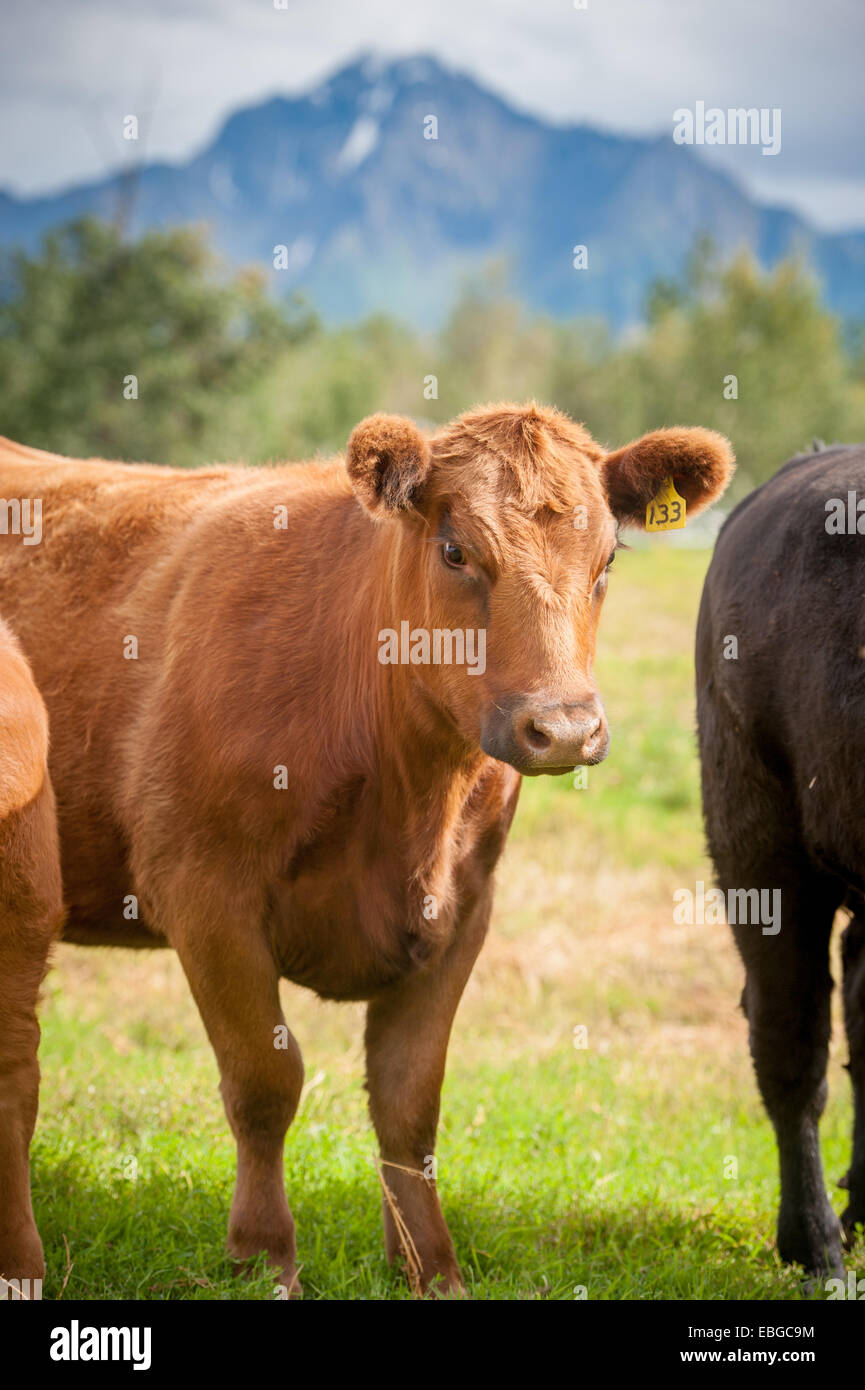 Cattle free to roam hi-res stock photography and images - Alamy