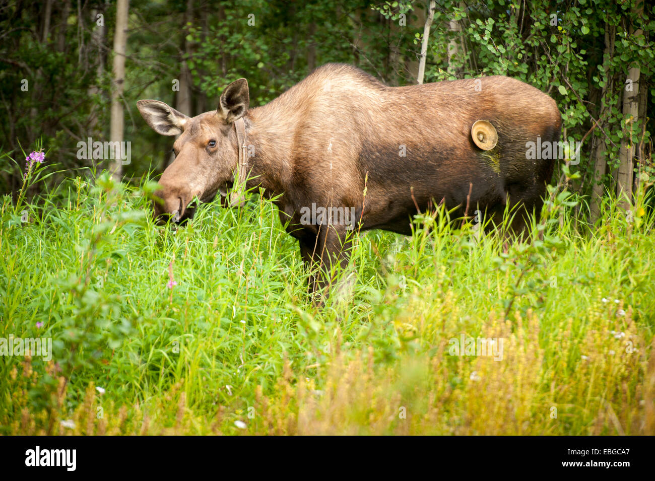Female moose hi-res stock photography and images - Alamy