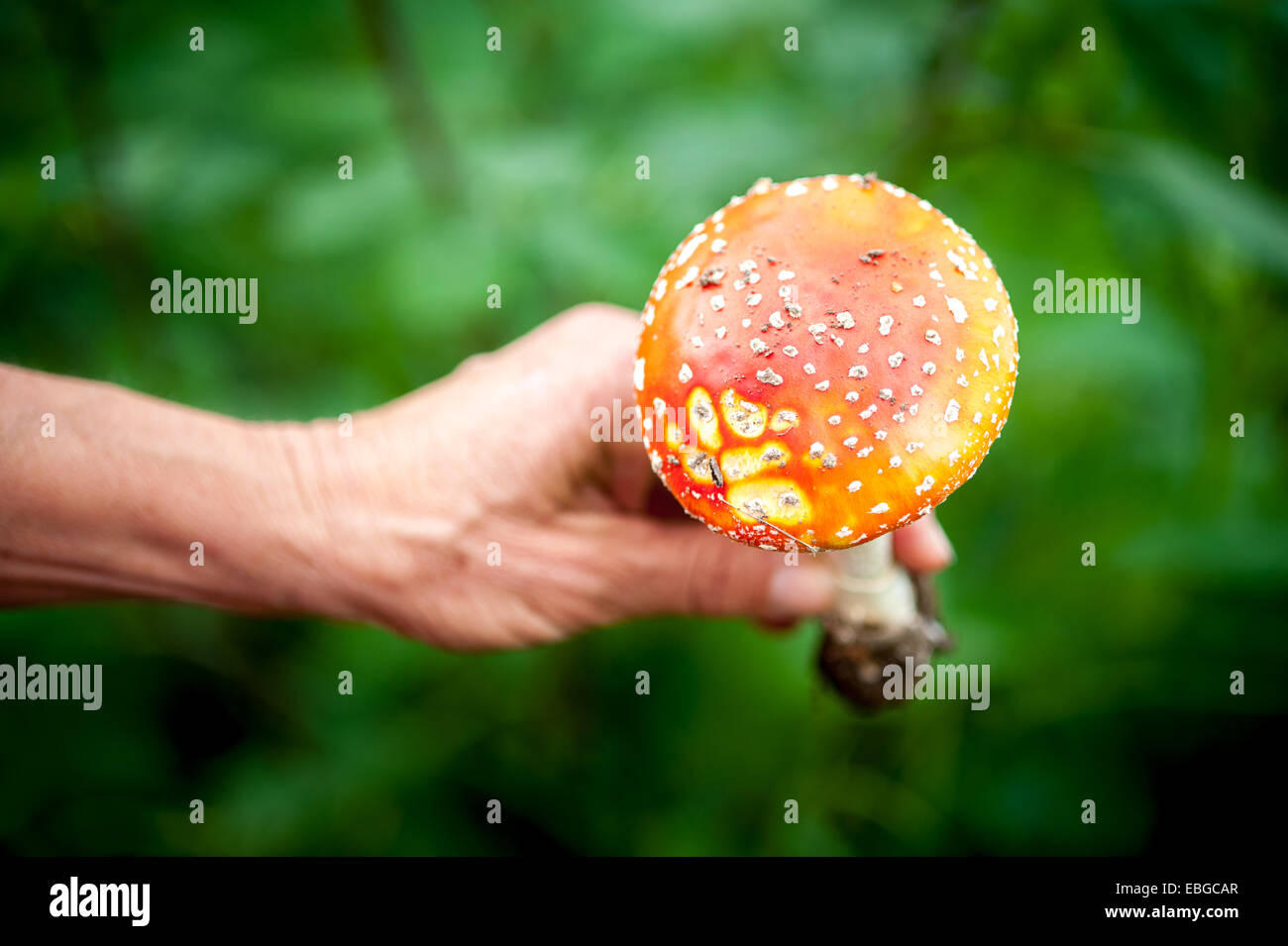 Spotted mushroom hi-res stock photography and images - Alamy