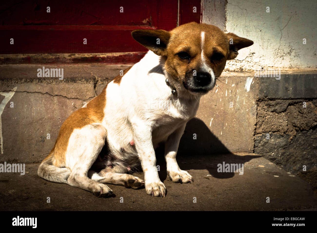 Miserable looking dog on the steps of a house Stock Photo - Alamy