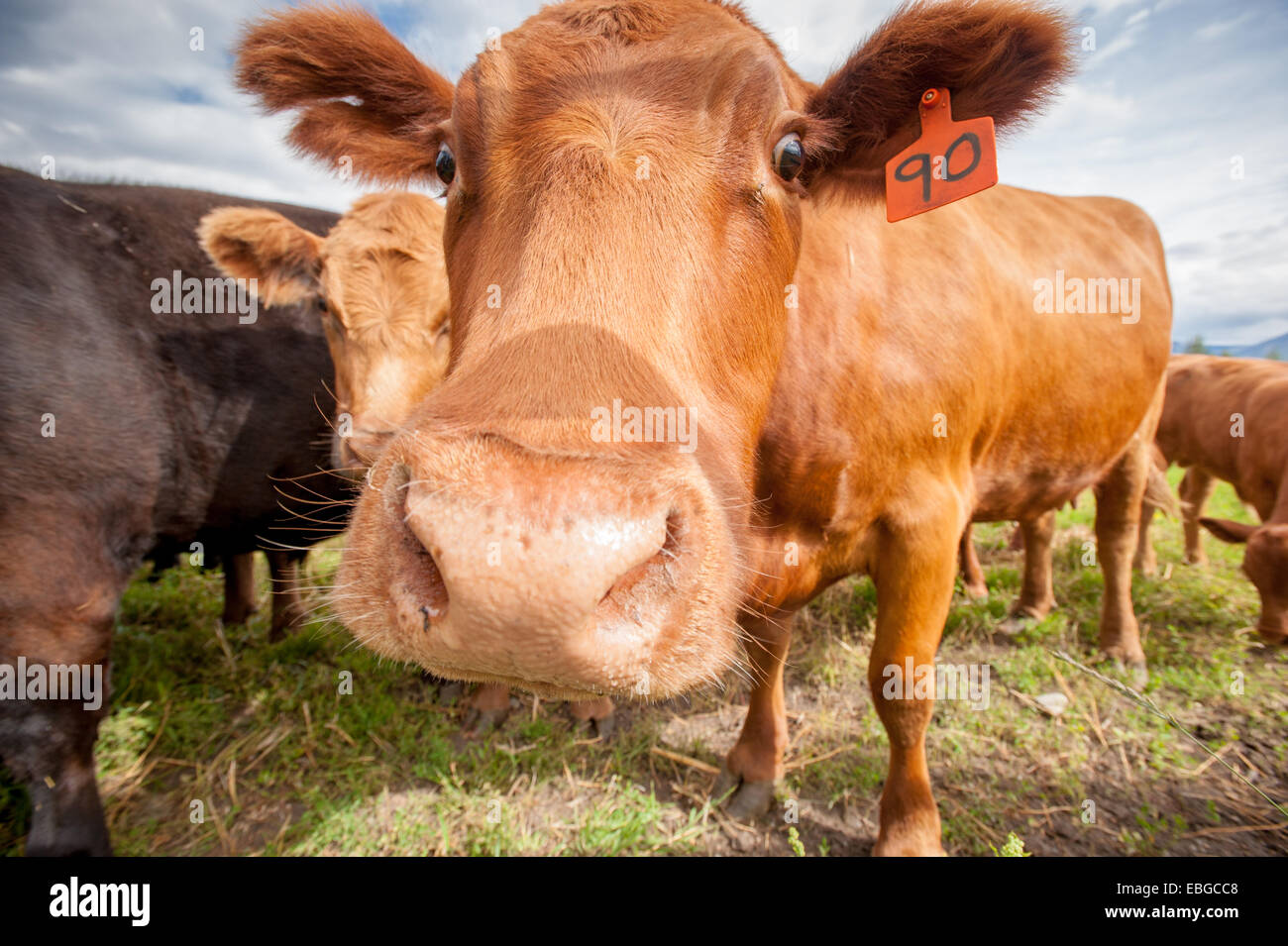 Distorted cow nose hi-res stock photography and images - Alamy