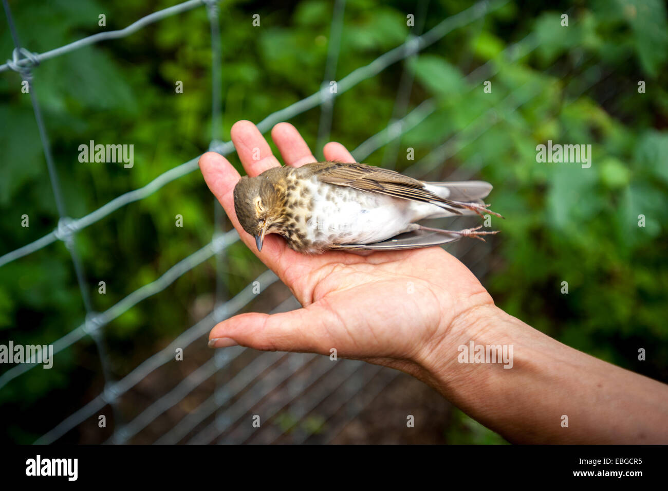 Dead (letum) bird (aves) being held Stock Photo - Alamy