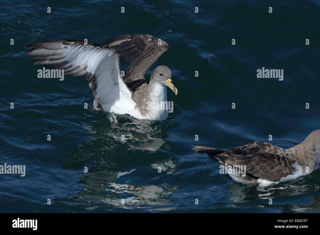 Cory's Shearwater (Calonectris diomedea borealis Stock Photo - Alamy