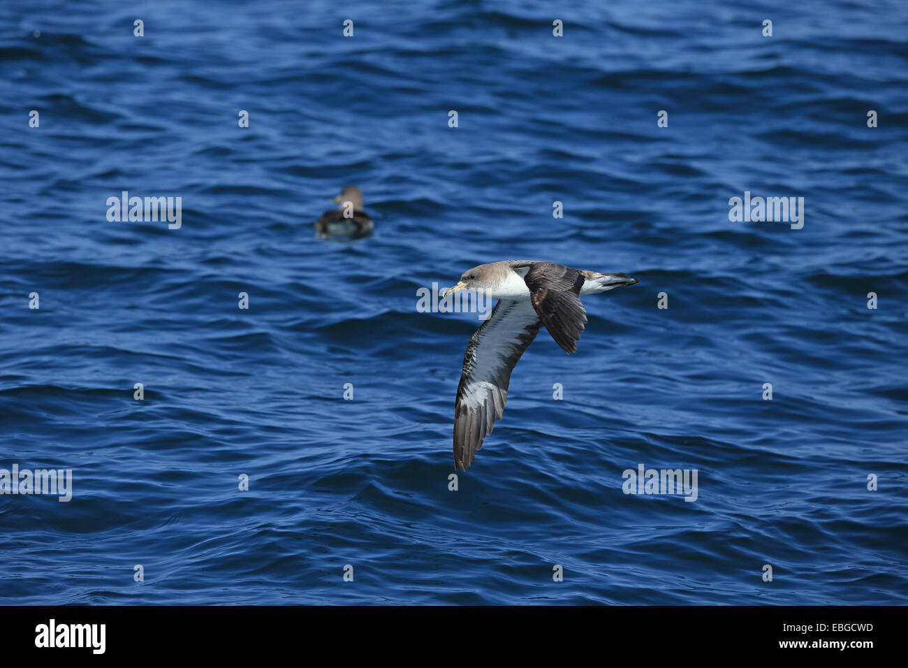 Cory's Shearwater (Calonectris diomedea borealis Stock Photo - Alamy