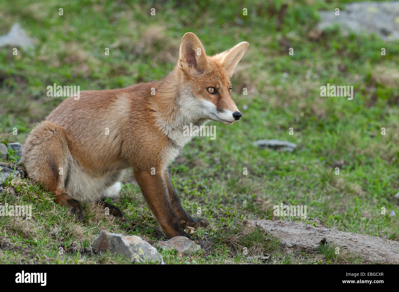 Red Fox (Vulpes vulpes) sitting on an alpine meadow, Tyrolean Unterland ...