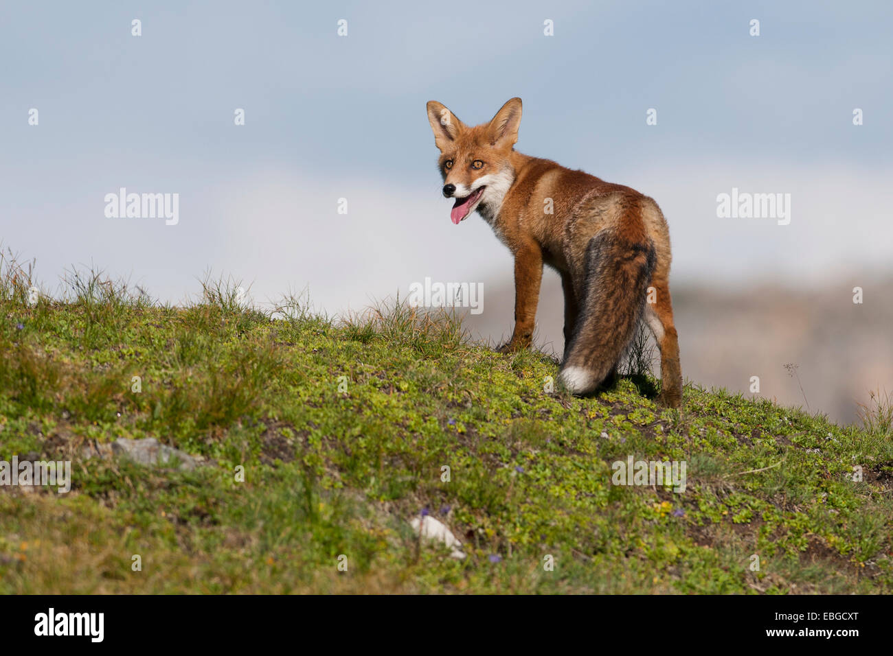 Red Fox (Vulpes vulpes) standing on an alpine meadow, Tyrolean ...