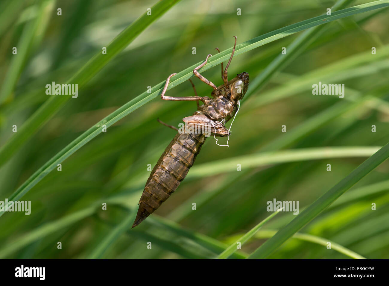 Emperor Dragonfly (Anax imperator), empty larvae skin or exuvia ...