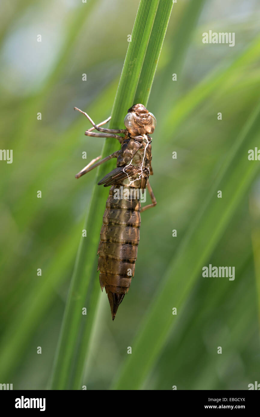 Emperor Dragonfly (Anax imperator), empty larvae skin or exuvia ...