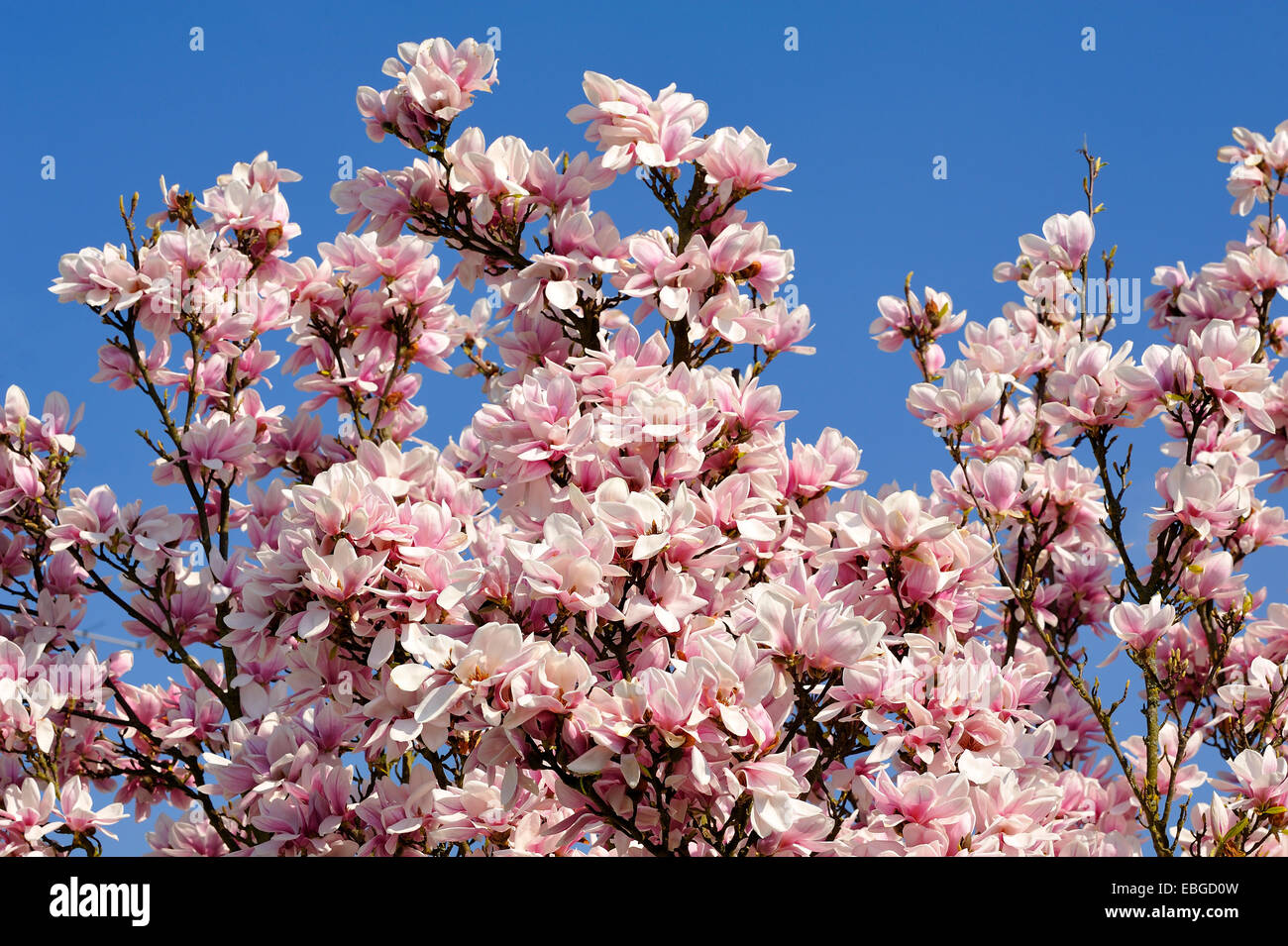 Blue magnolia hi-res stock photography and images - Alamy
