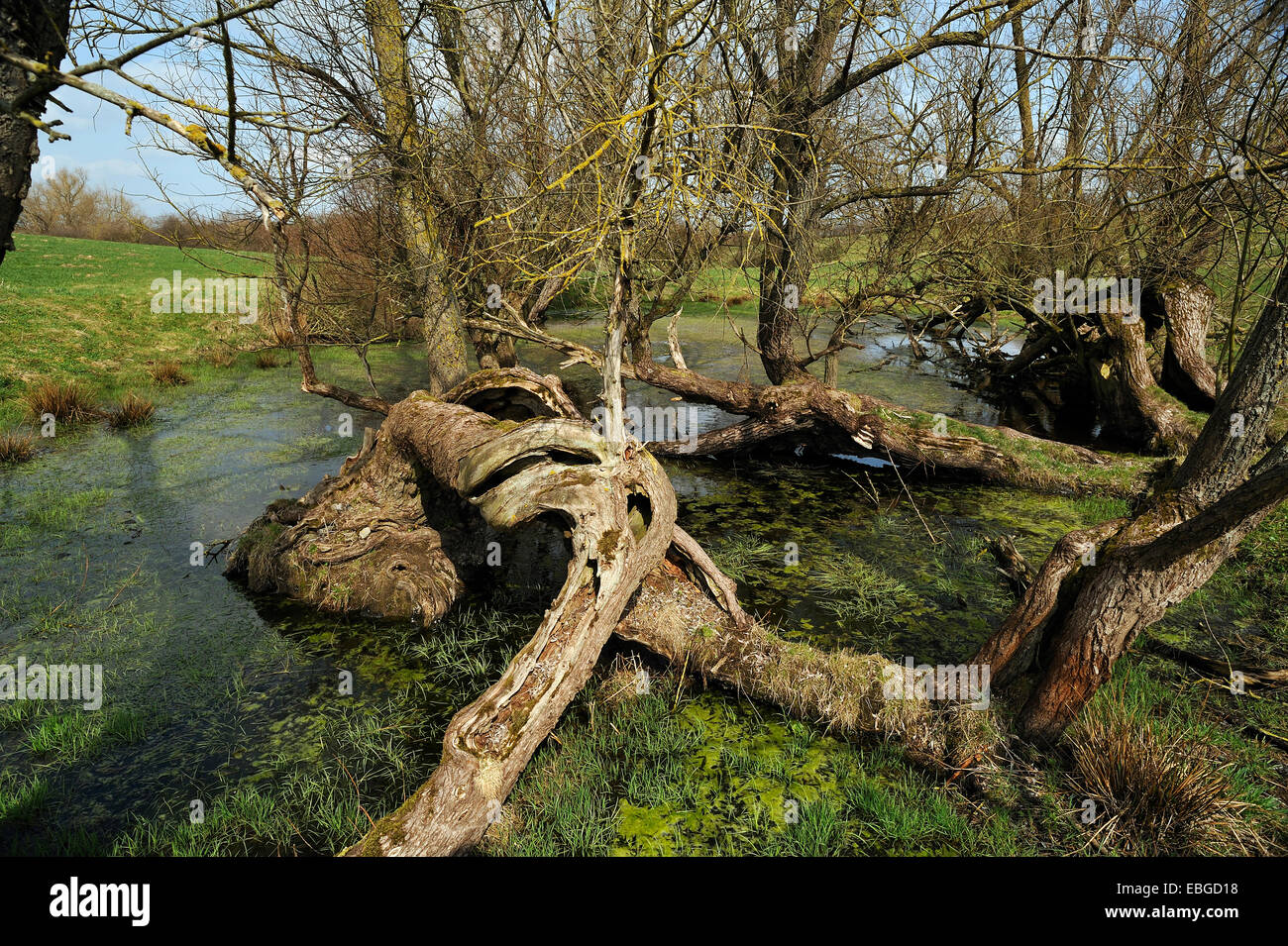 Old willow trees hi-res stock photography and images - Alamy