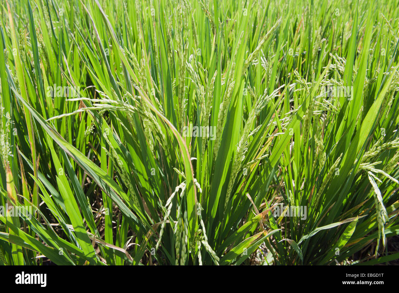 Rice plants (Oryza sativa) growing in a rice paddy, Tegallalang, Bali ...