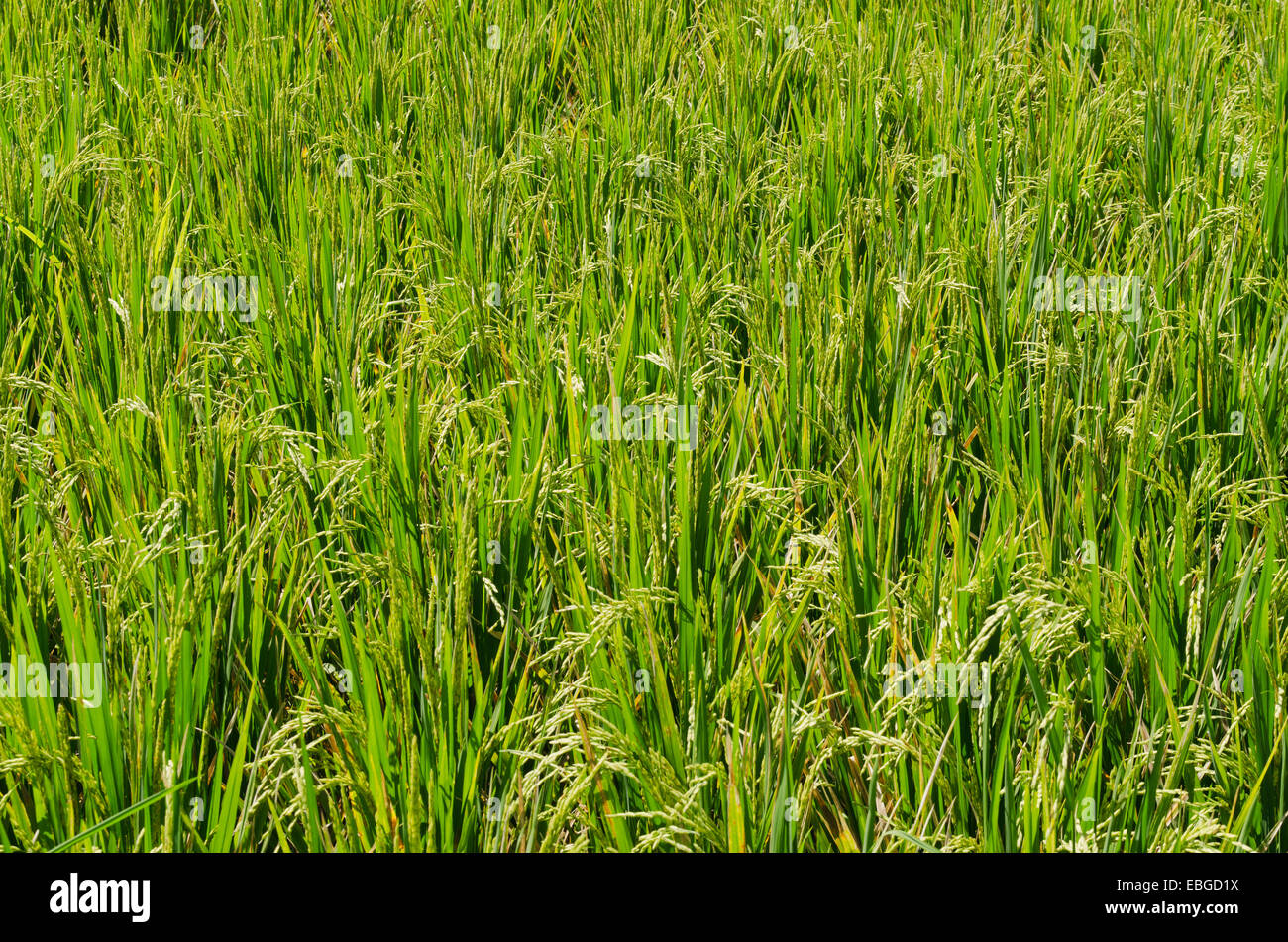 Rice plants (Oryza sativa) growing in a rice paddy, Tegallalang, Bali ...