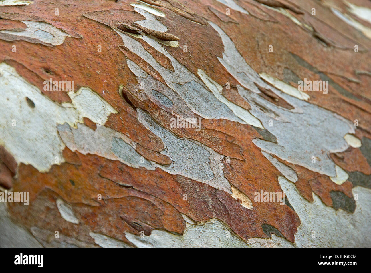 Bark pattern eucalyptus tree hi-res stock photography and images - Alamy