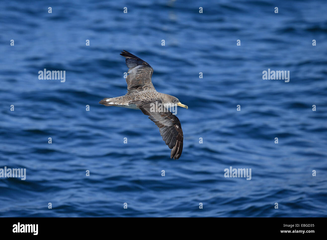 Cory's Shearwater (Calonectris diomedea borealis) or Scopoli's ...