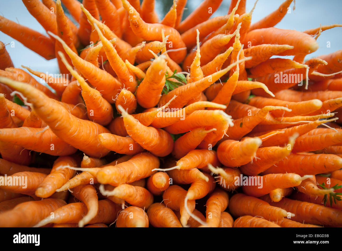 Bundles of freshly harvested carrots Stock Photo - Alamy