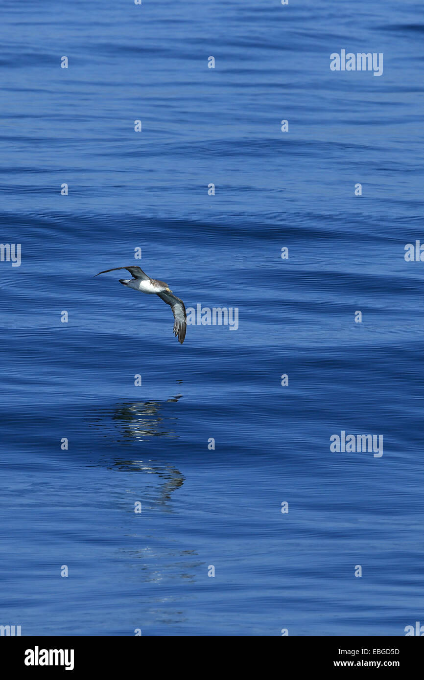 Cory's Shearwater (Calonectris diomedea borealis Stock Photo - Alamy