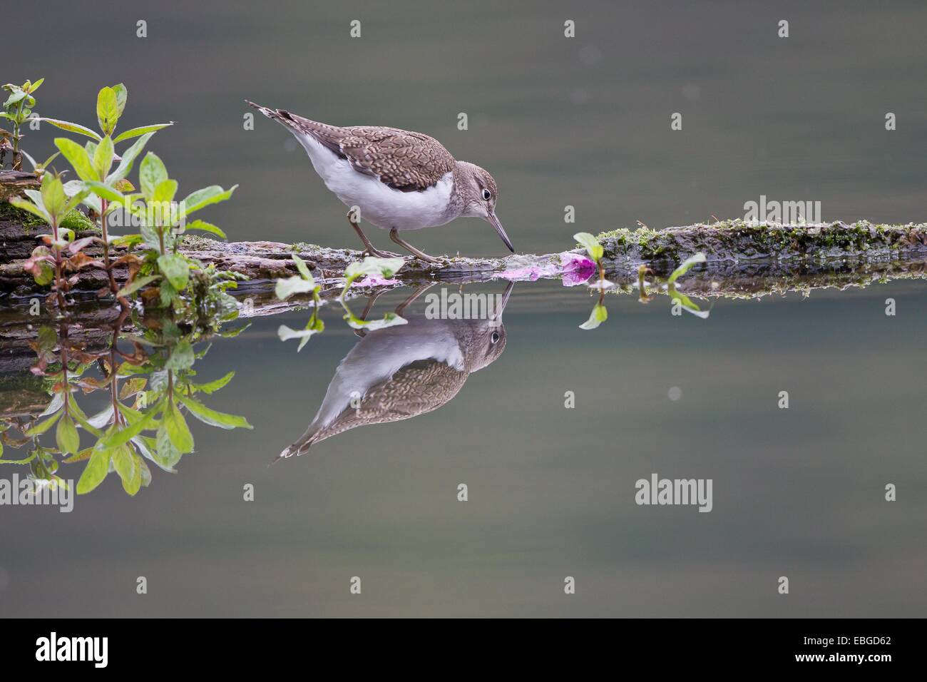 Floating tree hi-res stock photography and images - Alamy