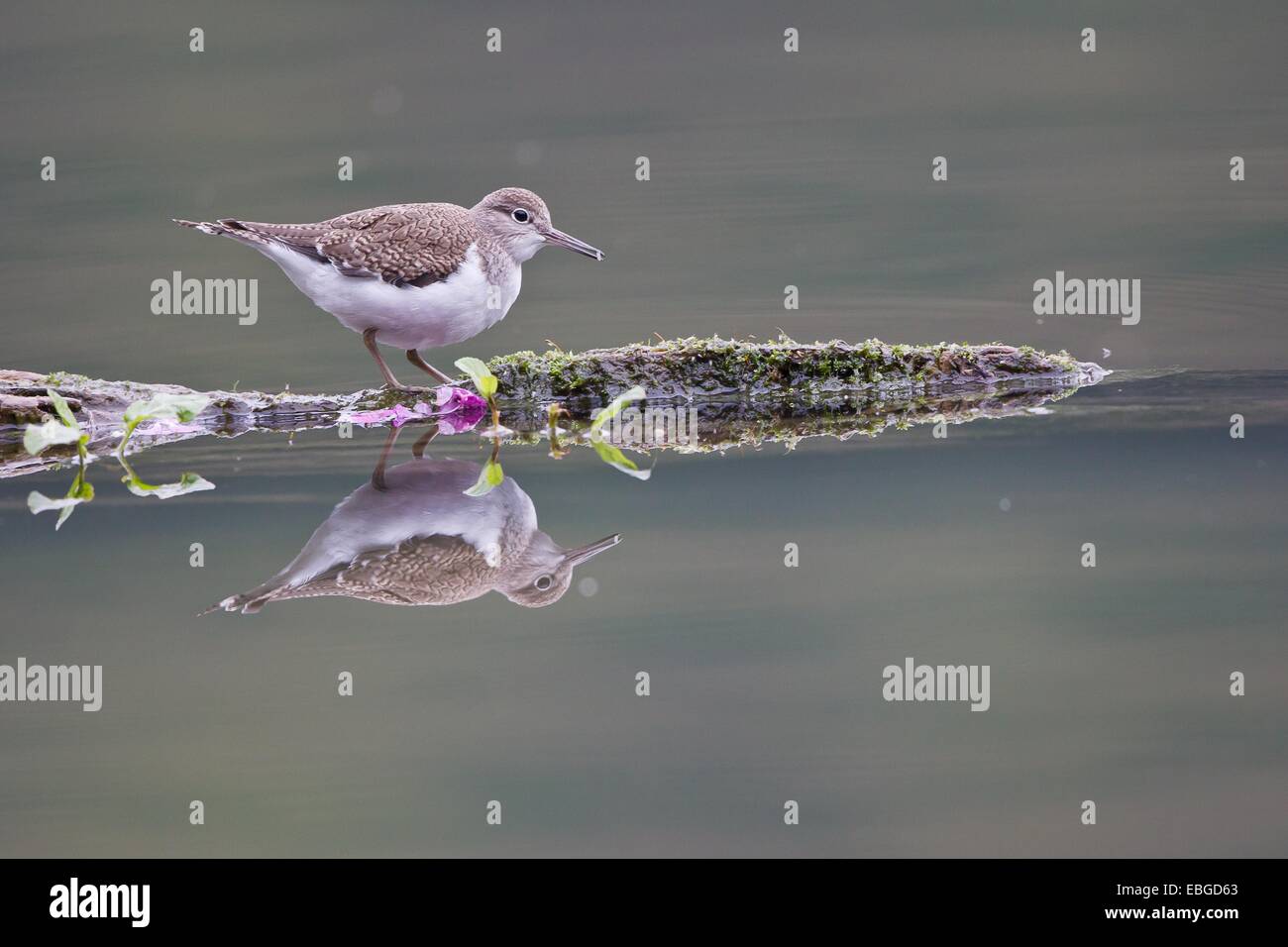 Common Sandpiper (Actitis hypoleucos) foraging on a floating tree trunk ...