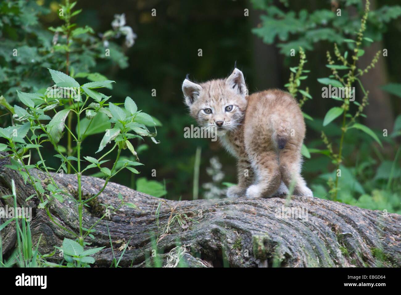 Young lynx on a hi-res stock photography and images - Alamy