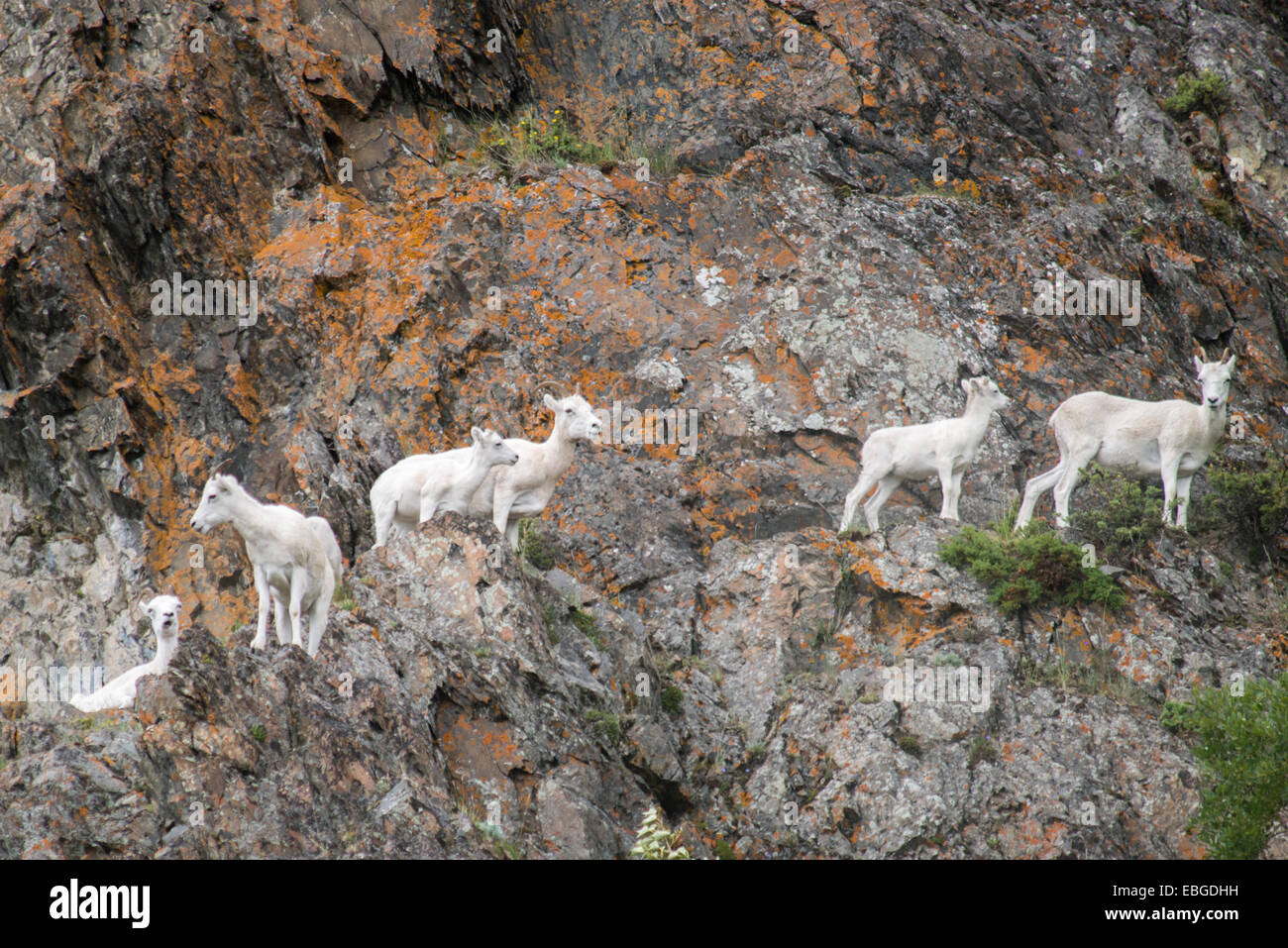 Team alaska hi-res stock photography and images - Alamy