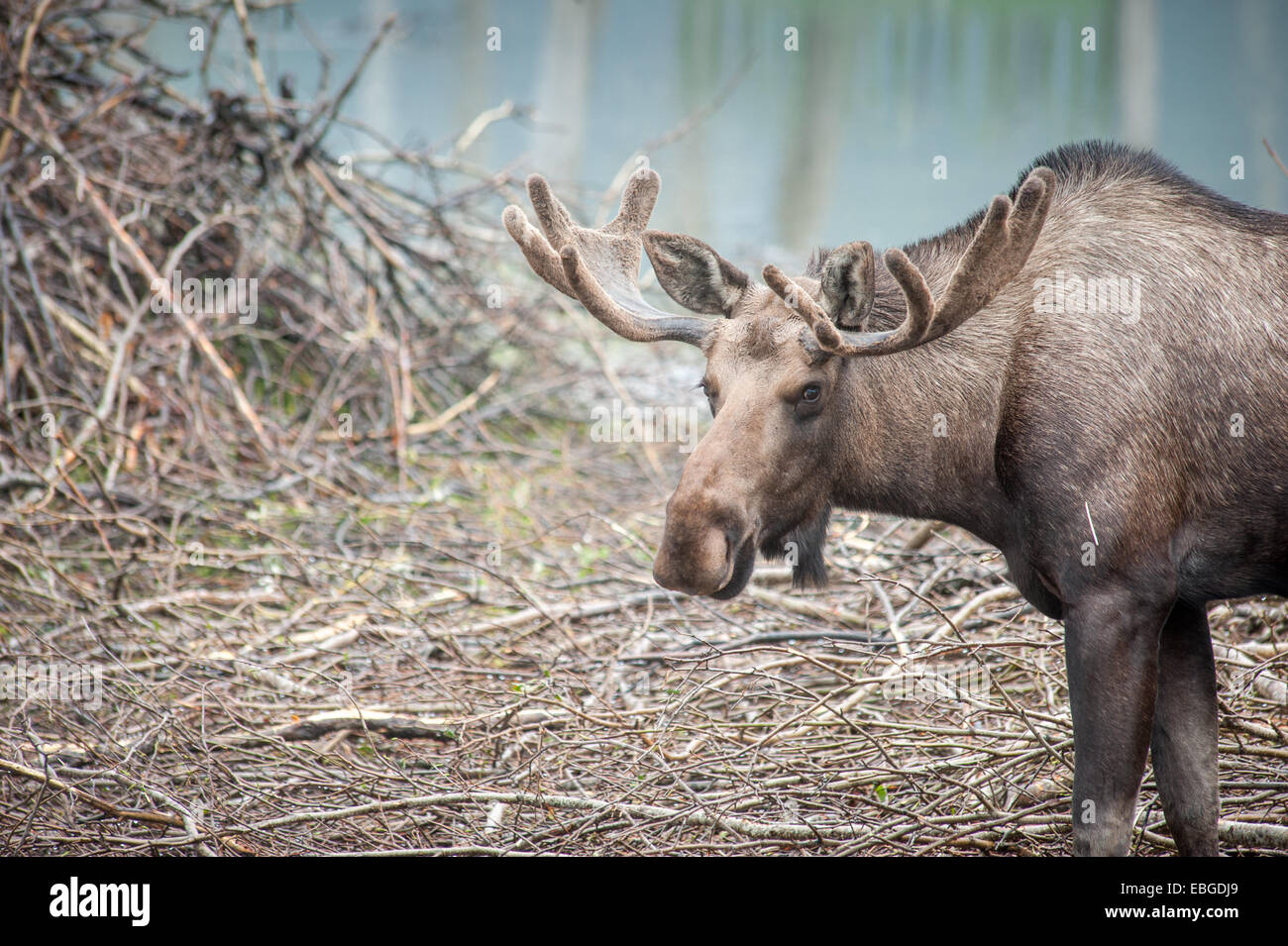 Moose (Alces Alces) standing on ground full of branches and twigs in ...