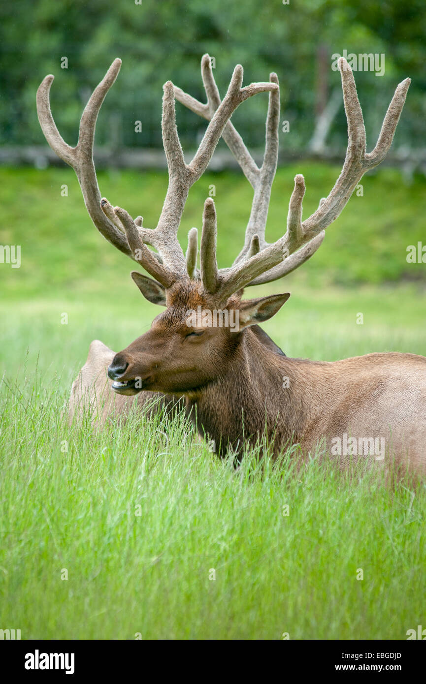 Alaska Elk High Resolution Stock Photography and Images - Alamy