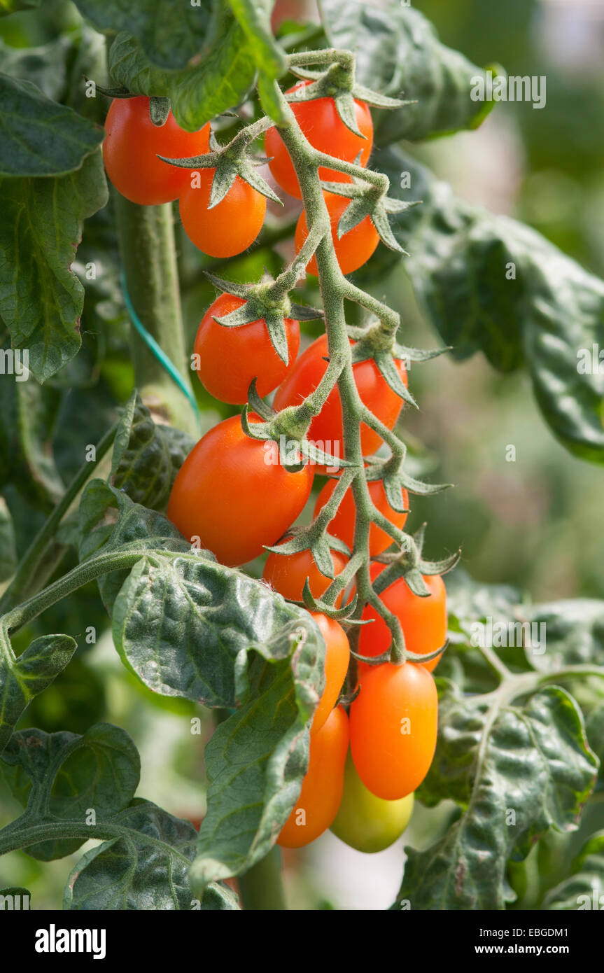 Twin tomatoes hi-res stock photography and images - Alamy