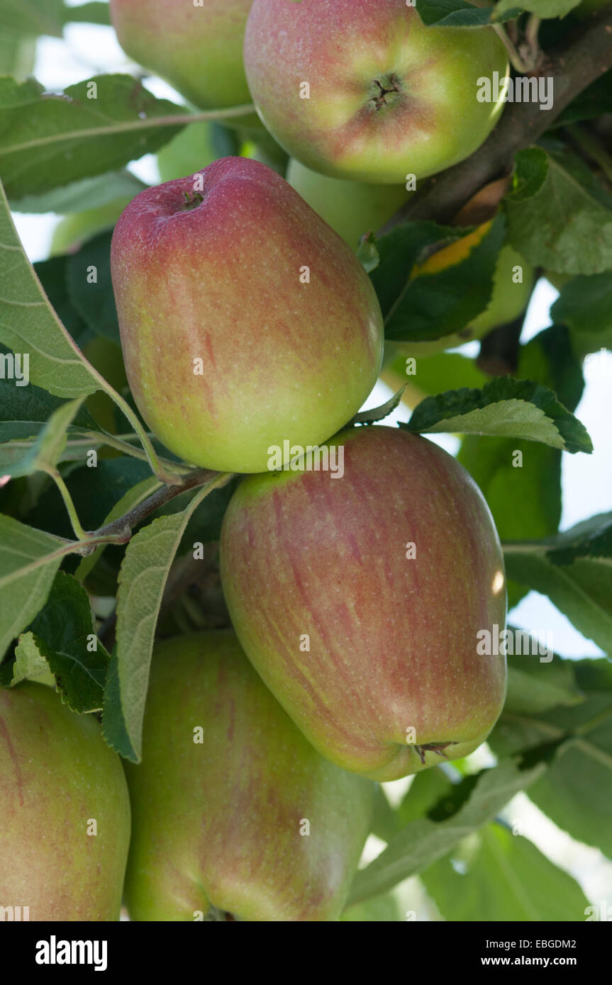 Apples royal horticultural society hi-res stock photography and images ...