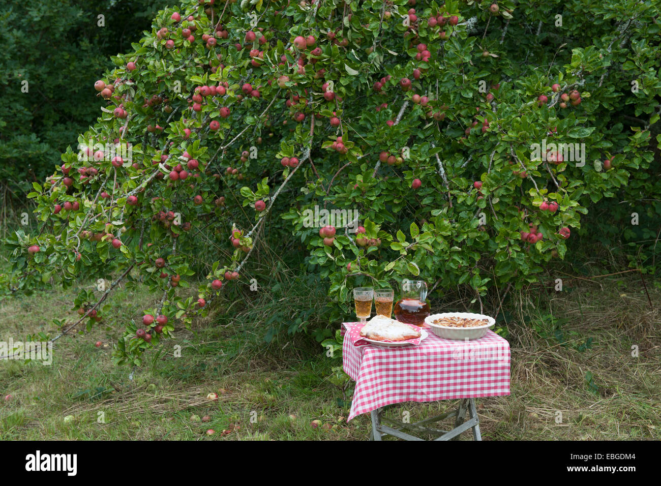 Apple produce laid out on a table in old apple orchard Stock Photo - Alamy