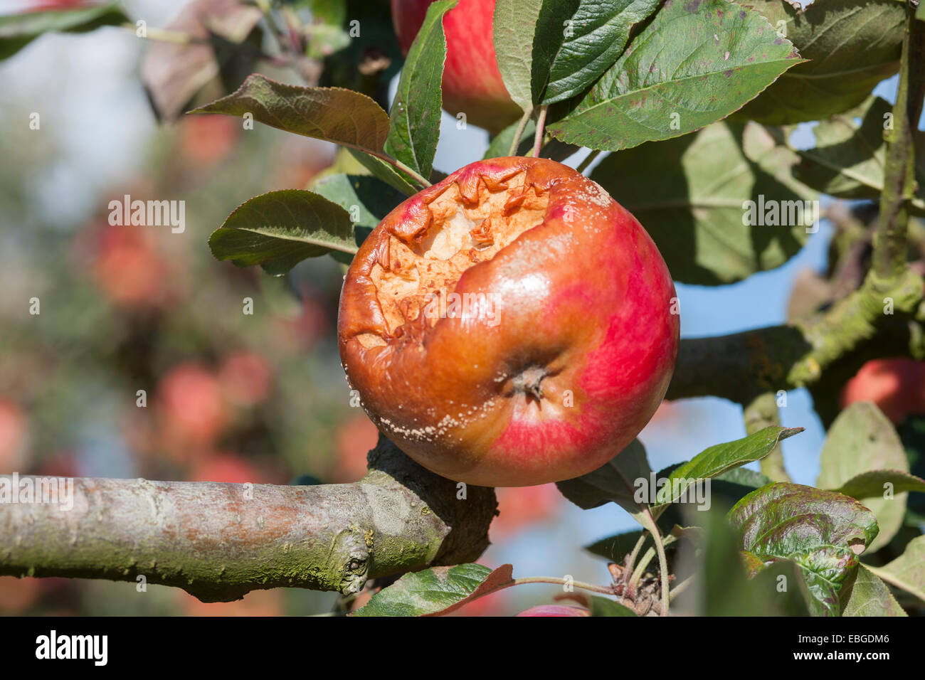 bird pecked at apple still on tree Stock Photo - Alamy