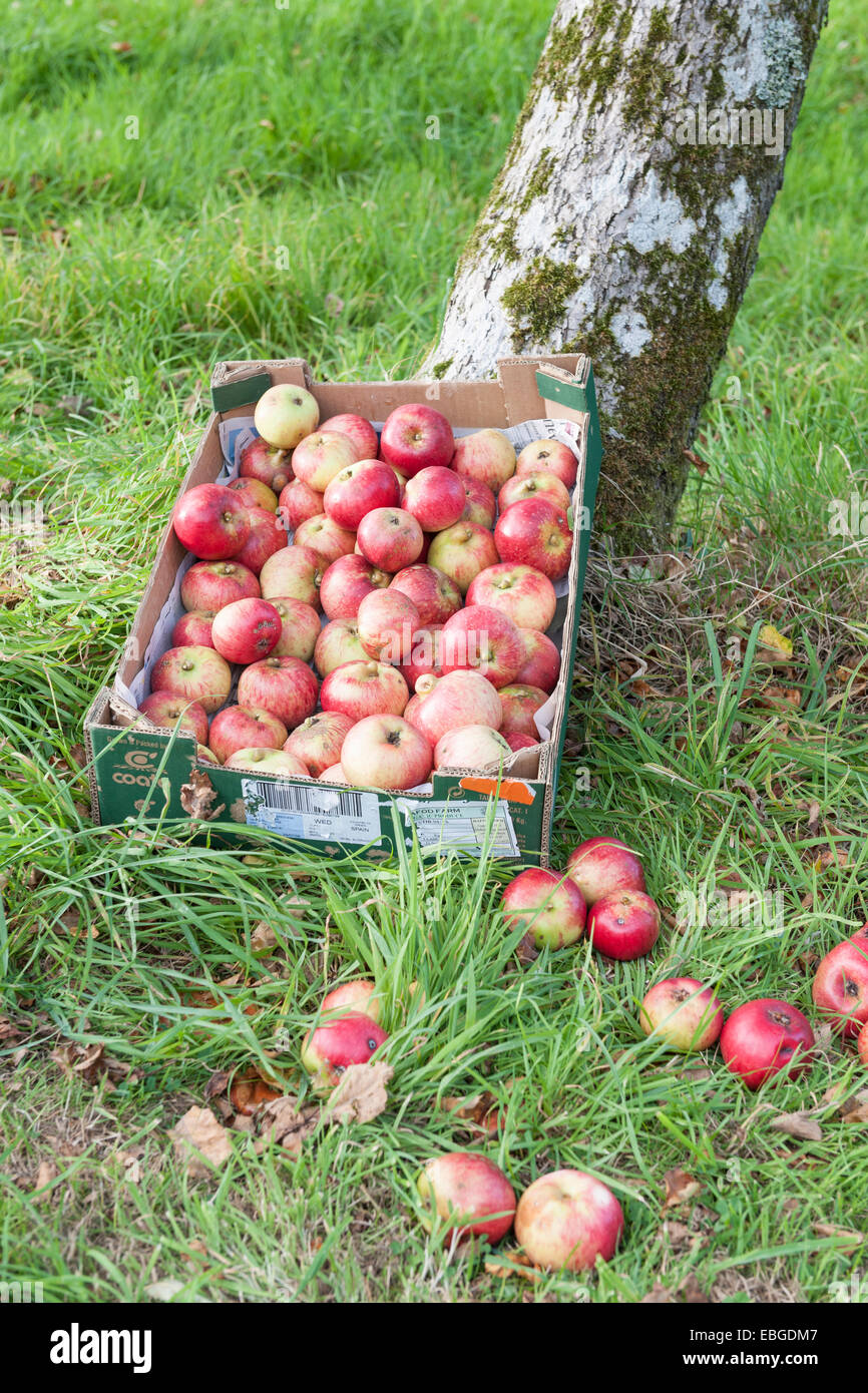 Newton Wonder apples being harvested in old english orchard in Devon ...