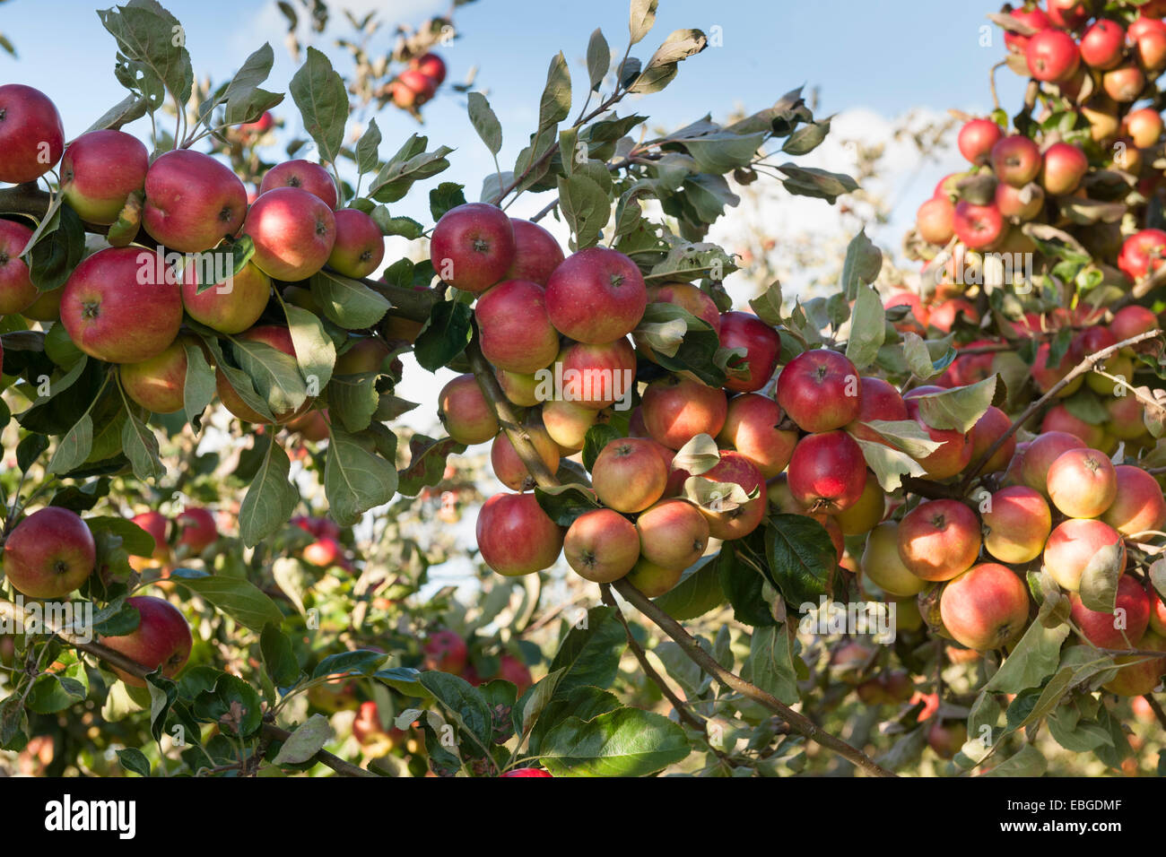 Cider Tree Tree Of Cider High Resolution Stock Photography and Images ...