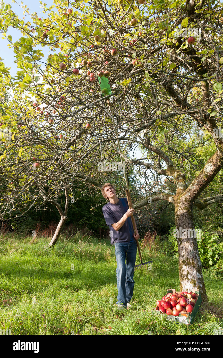 Newton Wonder apples being harvested in old english orchard in ...