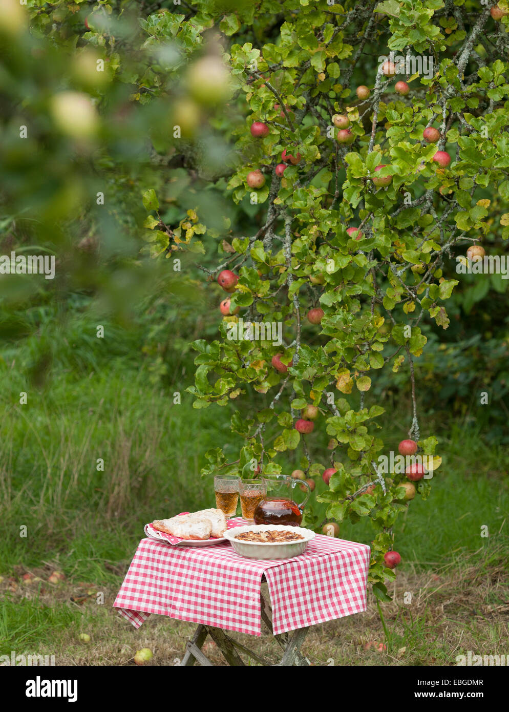 Old apple orchard hi-res stock photography and images - Alamy