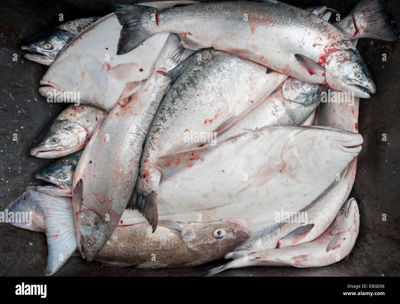 Fish variety hi-res stock photography and images - Alamy