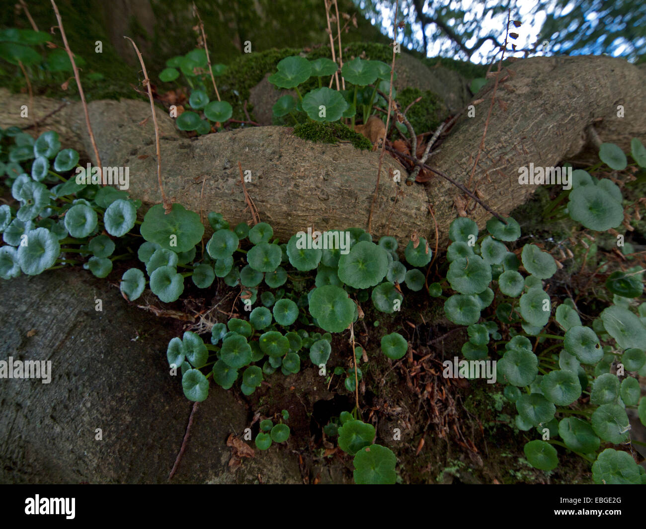 Around the roots of a tree in Ireland plants thrive Stock Photo - Alamy