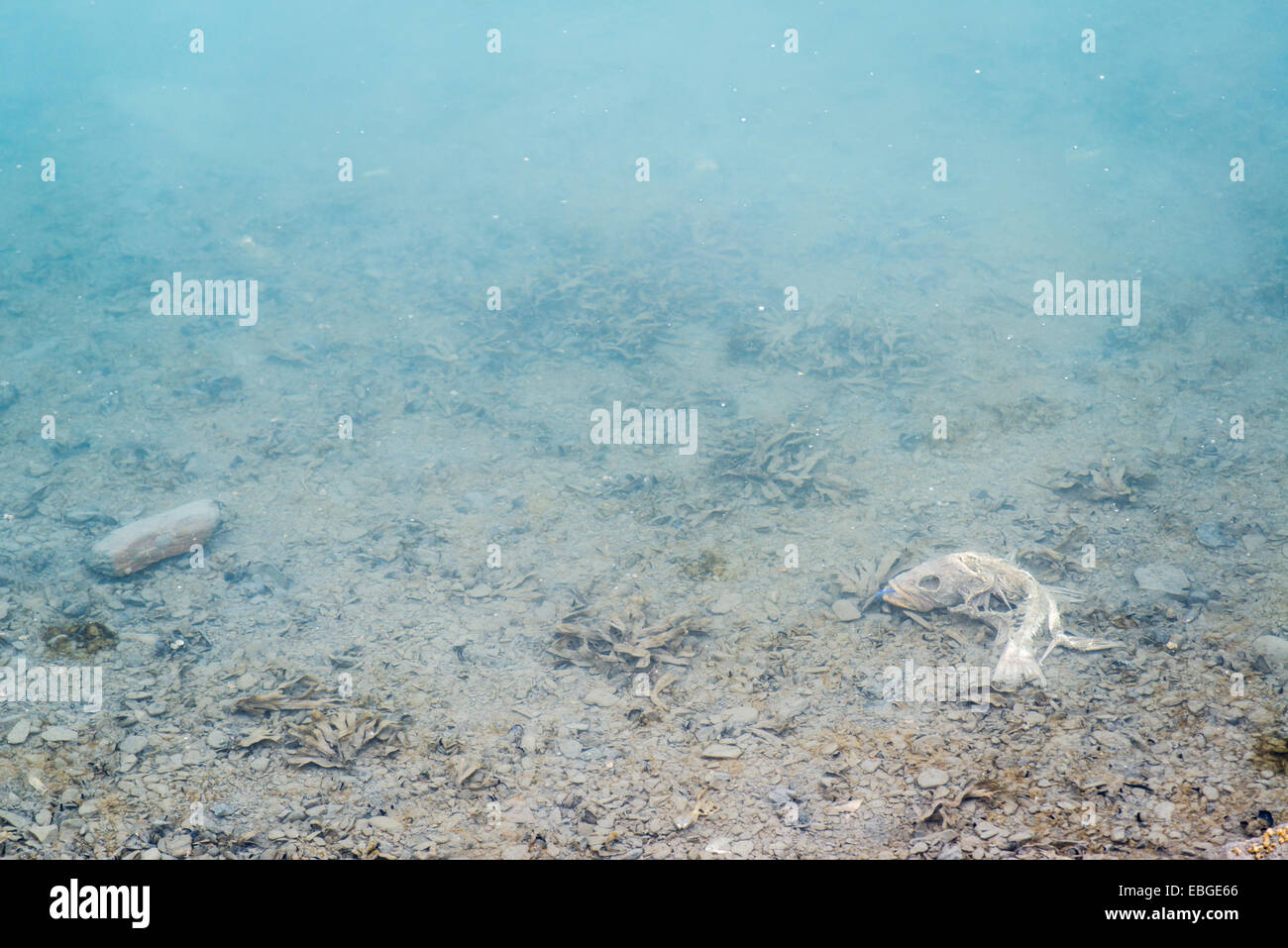 Fish skeleton hi-res stock photography and images - Alamy