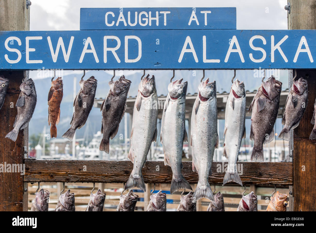 Prize fish hi-res stock photography and images - Alamy