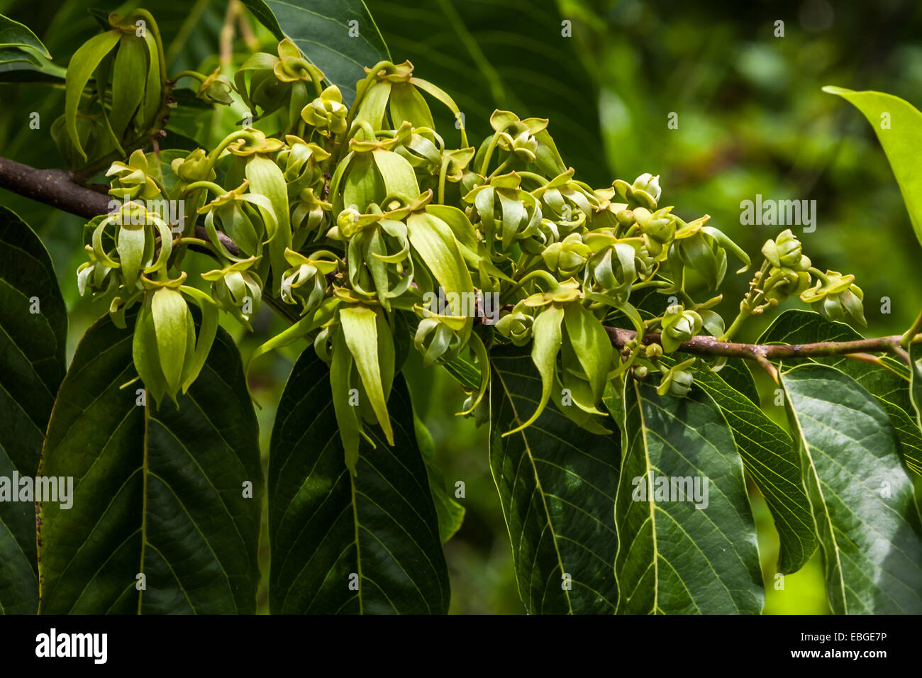 Ylang ylang tree hi-res stock photography and images - Alamy